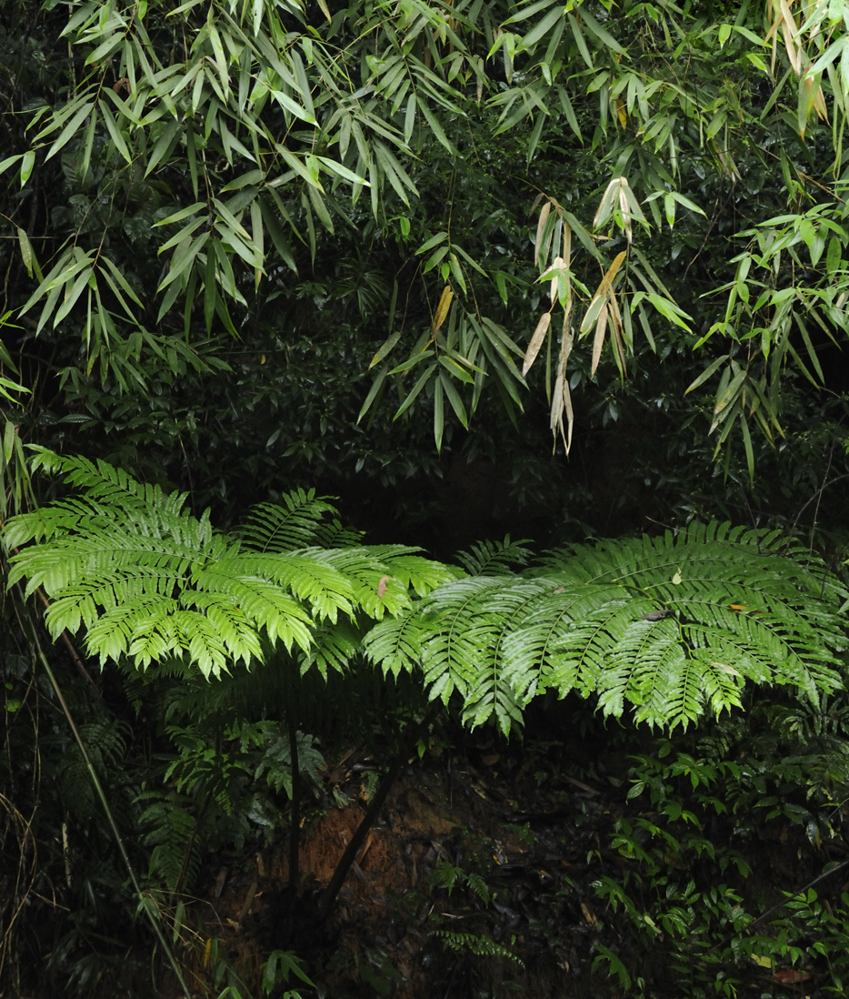 Wild Ferns at Coorg