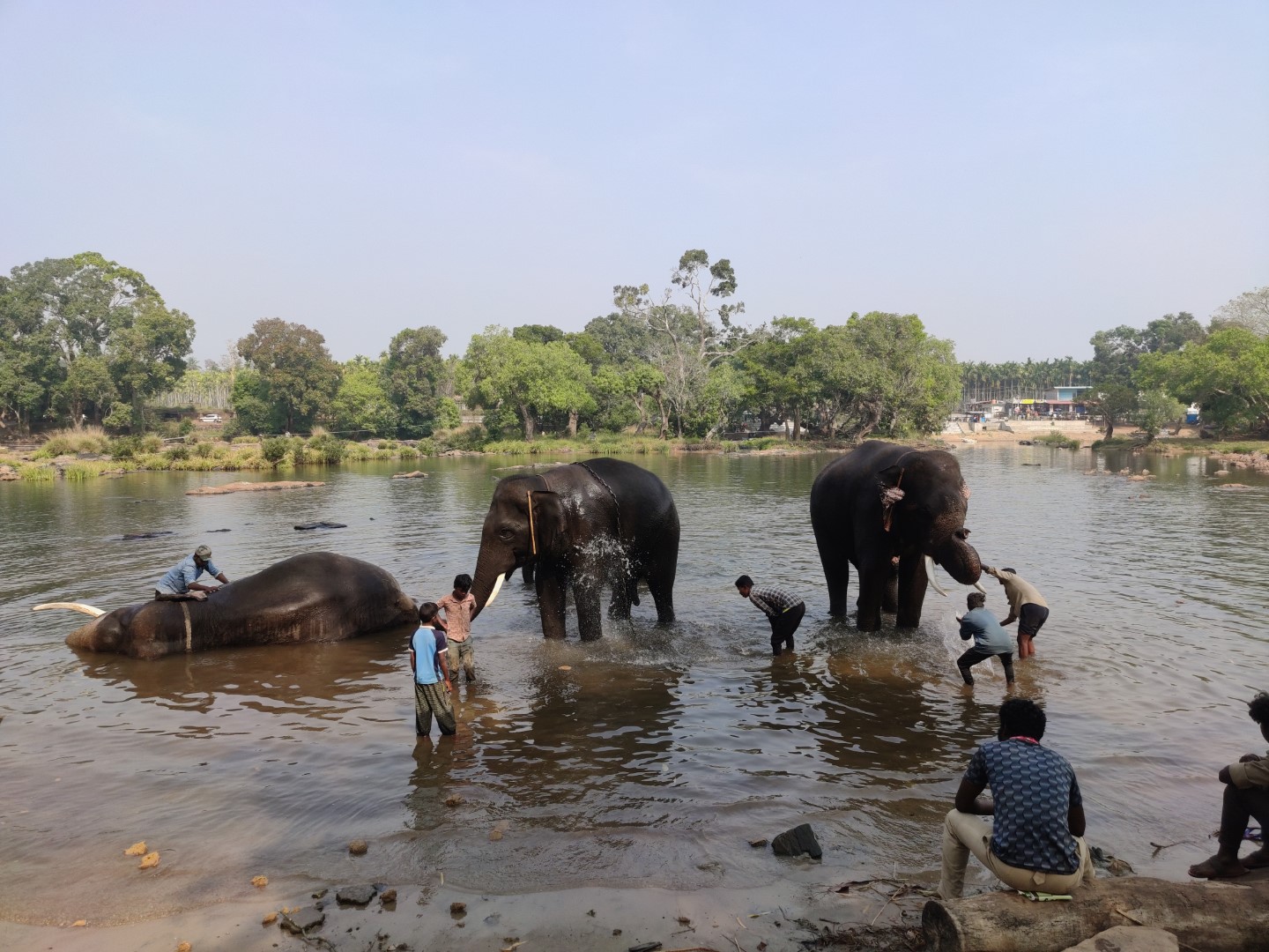 2022_herd_of_elephants_being_bathed_at_dubare_elephant_camp