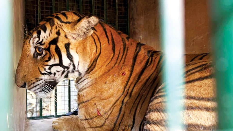 Tiger that had claimed two lives in Coorg captured | Coorg.com